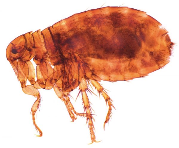 Pest! Herner Museum für Archäologie